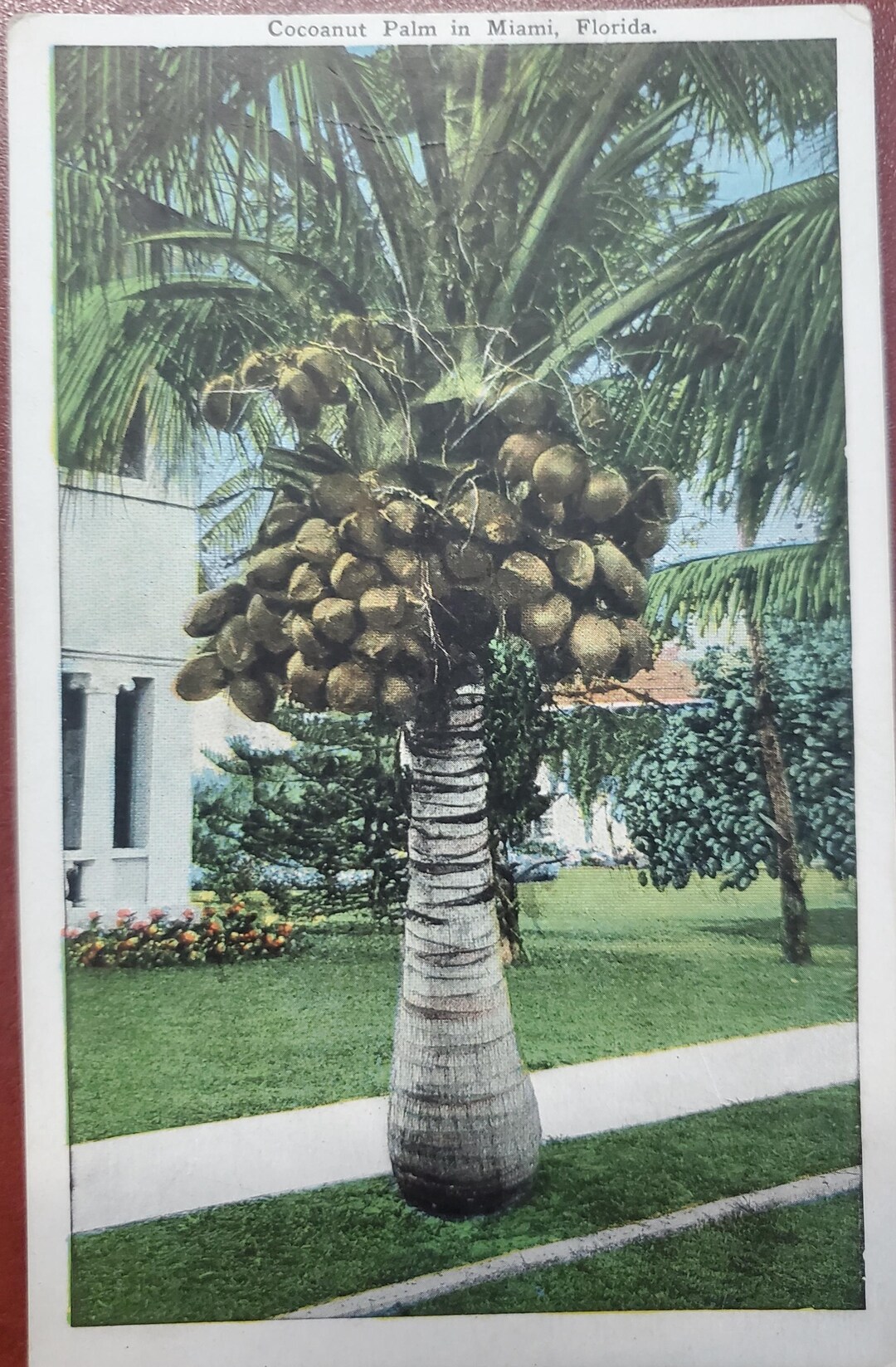 Coconut Palm Miami Florida, Vintage Color Illustrated Postcard ...