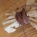 Indiana Jones Movie Prop, Sand Bag From Raiders of the Lost Ark - Etsy