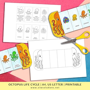 Life Cycle of an Octopus – Foldable Sequencing Activity Craft ...