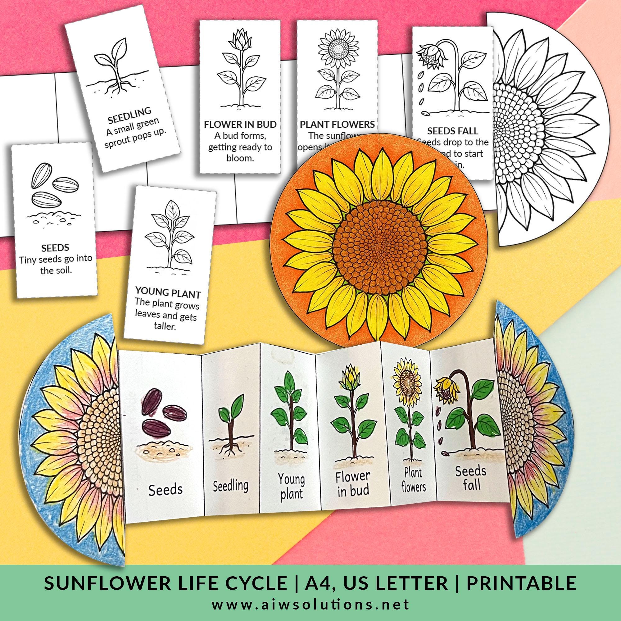 Foldable Sunflower Life Cycle Learning Activity for Kids, Sunflower ...