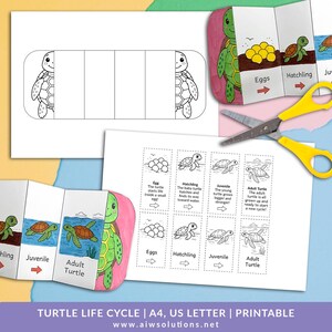 Turtle Life Cycle Activity, Sea Animal Foldable Activity, Turtle ...