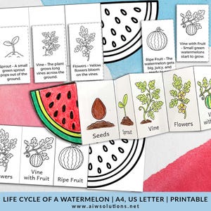 Life Cycle of A Watermelon Plant Sequence and Fold Kids’ Craft ...