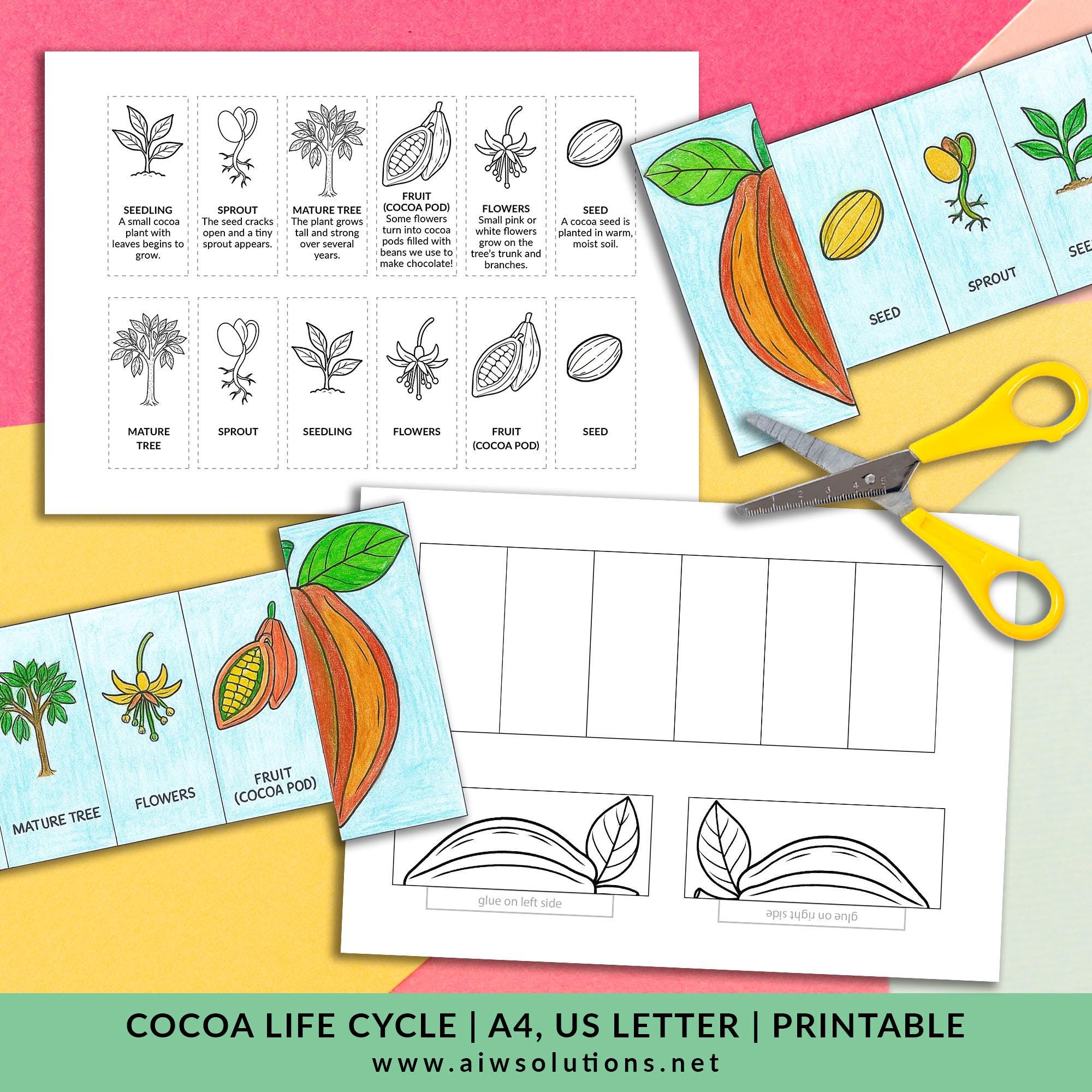 Life Cycle of A Cocoa (cacao) Plant Printable Activity, Where Chocolate ...