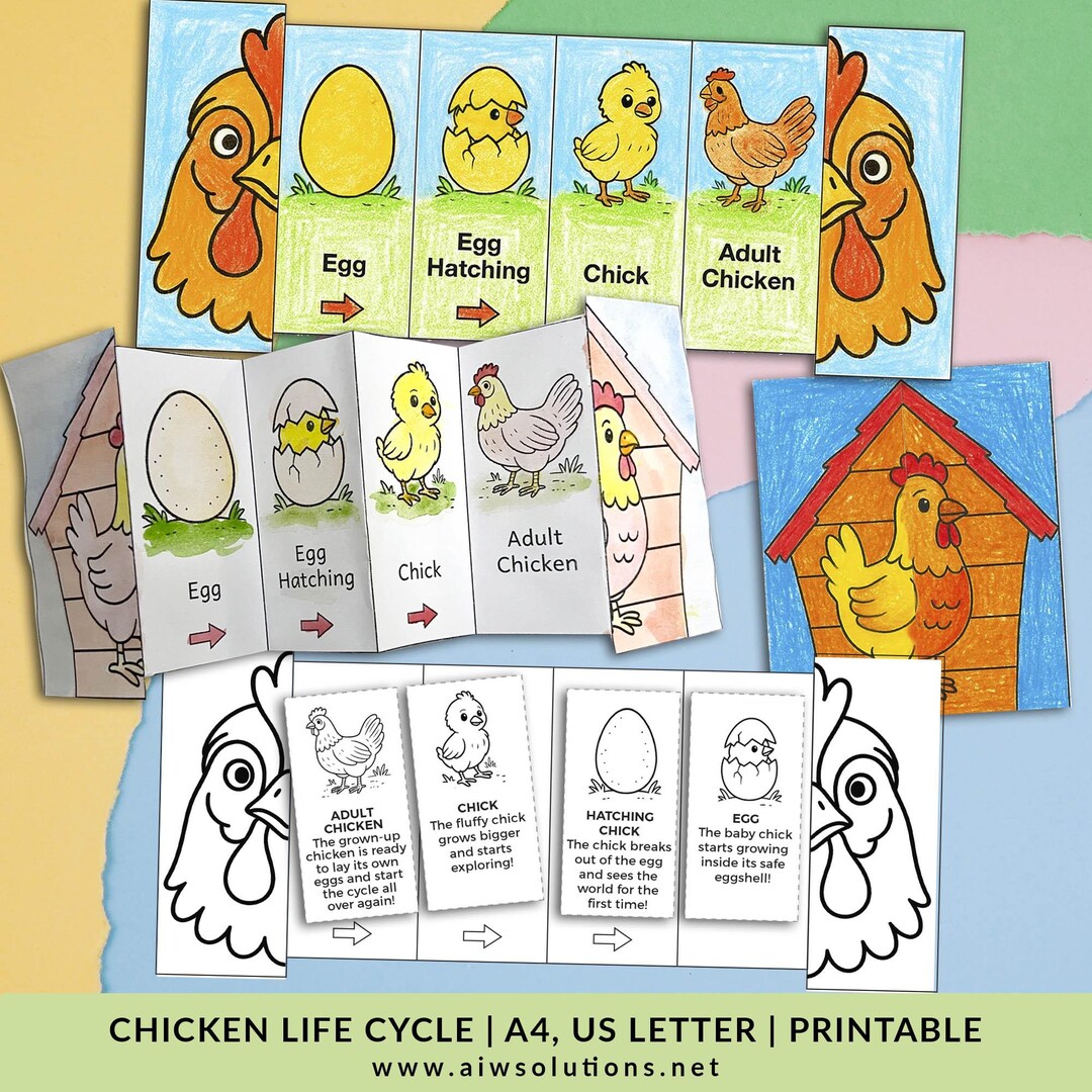 Chicken Life Cycle Activity, Animal Foldable Activity, Chicken Science ...