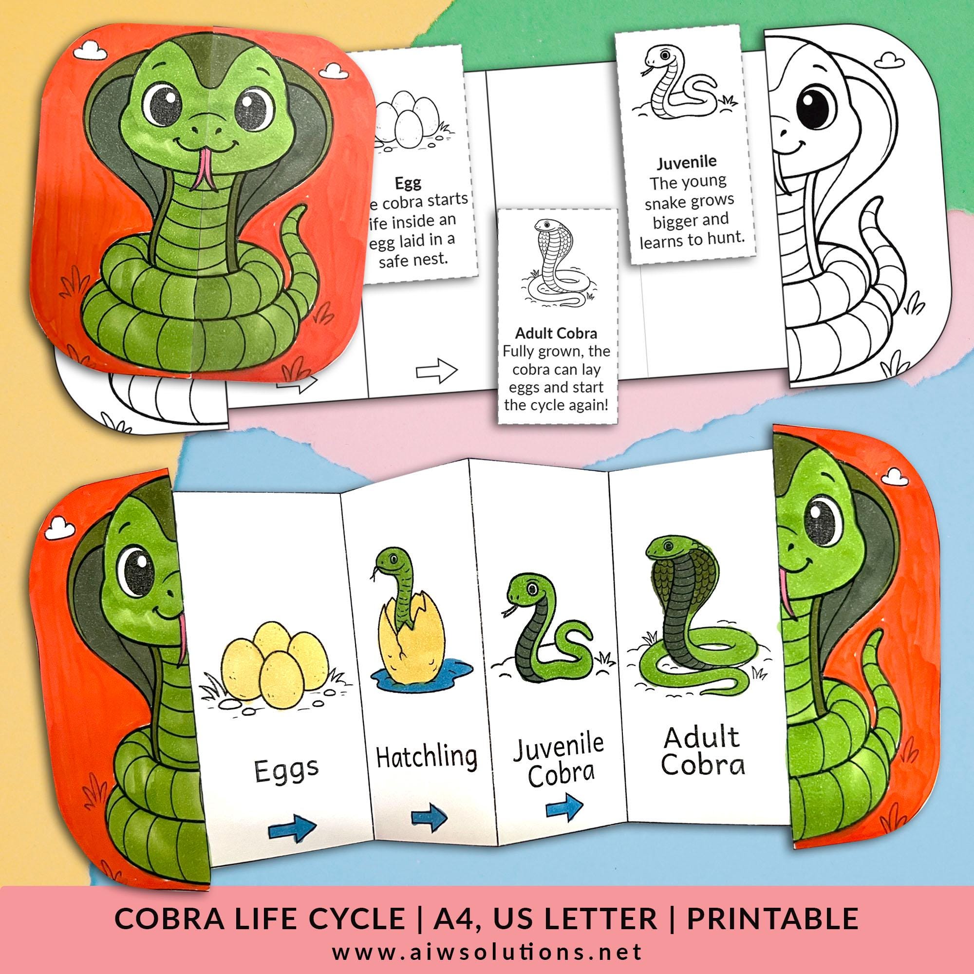 Life Cycle of a Cobra Snake Foldable Sequencing Activity,snake Life ...