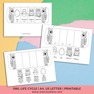 Owl Life Cycle Craft | Foldable Printable Science Activity for Kids ...