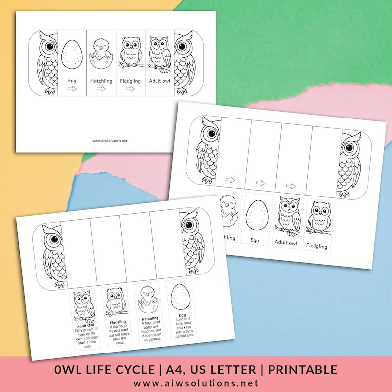 Owl Life Cycle Craft | Foldable Printable Science Activity for Kids ...