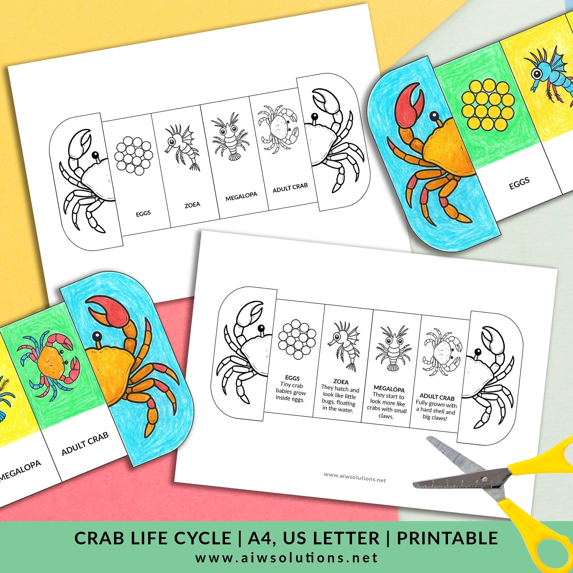 Life Cycle Of A Hermit Crab For Kids
