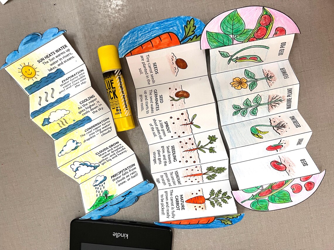 Human Life Cycle, Life Cycle Craft, Human Growth Stages, Foldable ...