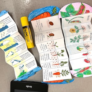 Human Life Cycle, Life Cycle Craft, Human Growth Stages, Foldable ...