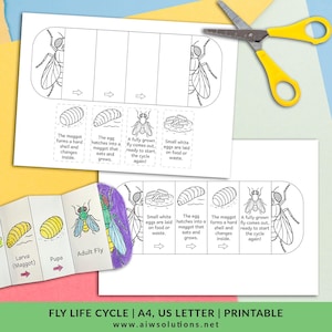 Life Cycle of a Fly, STEM Activity,fly Foldable, Insect Activity Cut ...