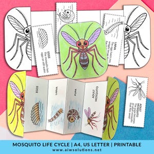 Mosquito Life Cycle | Foldable Sequencing Cut & Paste Activity for Kids ...