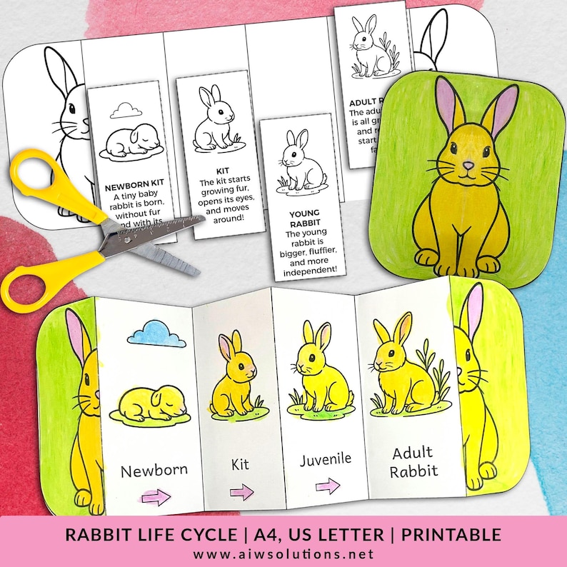 Rabbit Life Cycle Activity, Animal Foldable Activity, Rabbit Science ...