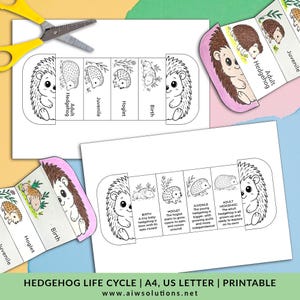 Life Cycle of a Hedgehog, Mammal Life Cycle, Animal Life Cycle ...