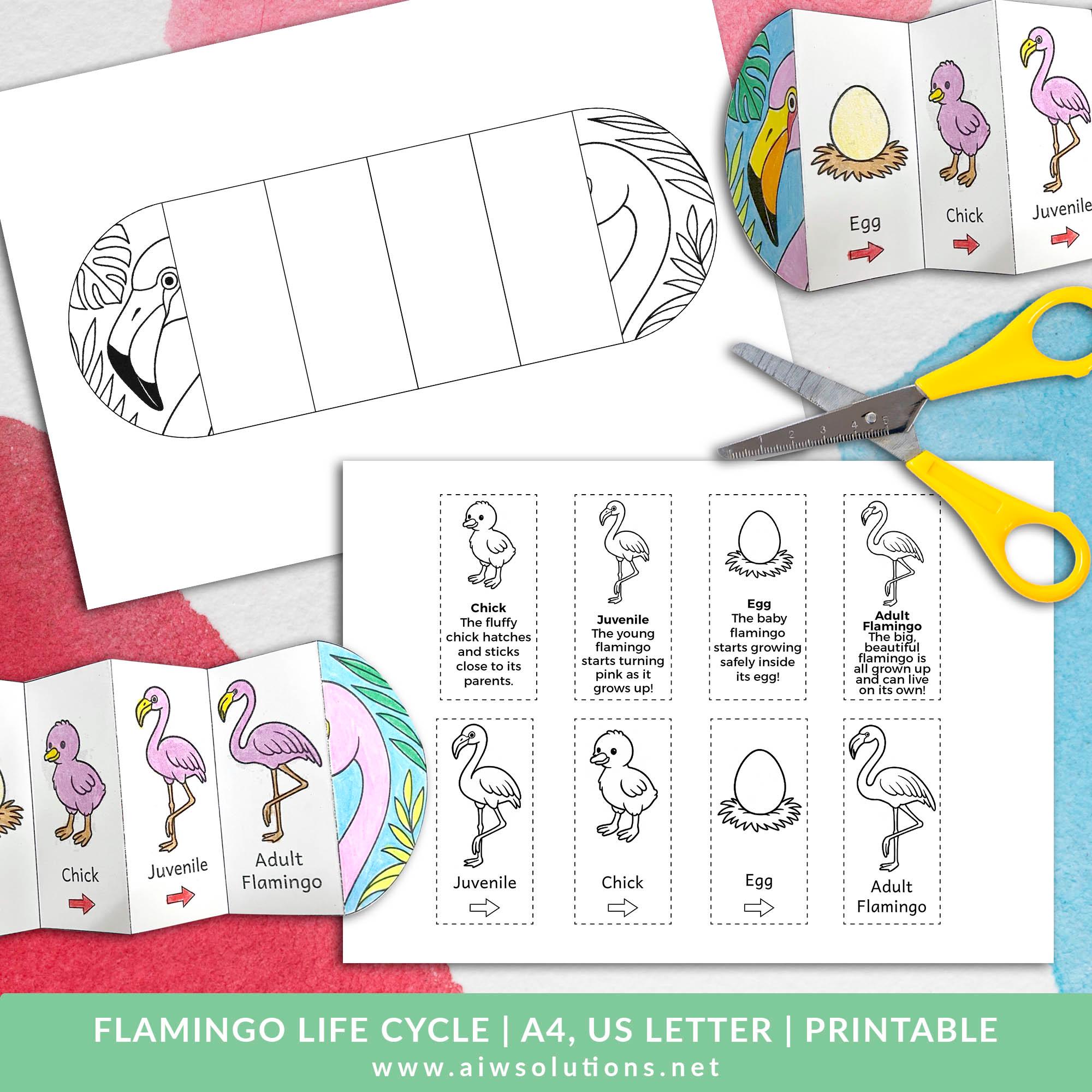Flamingo Life Cycle Activity, Flamingo Foldable Activity, Flamingo ...