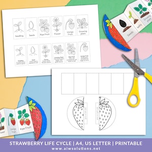 Life Cycle of A Strawberry Plant Sequence and Fold Kids’ Craft ...