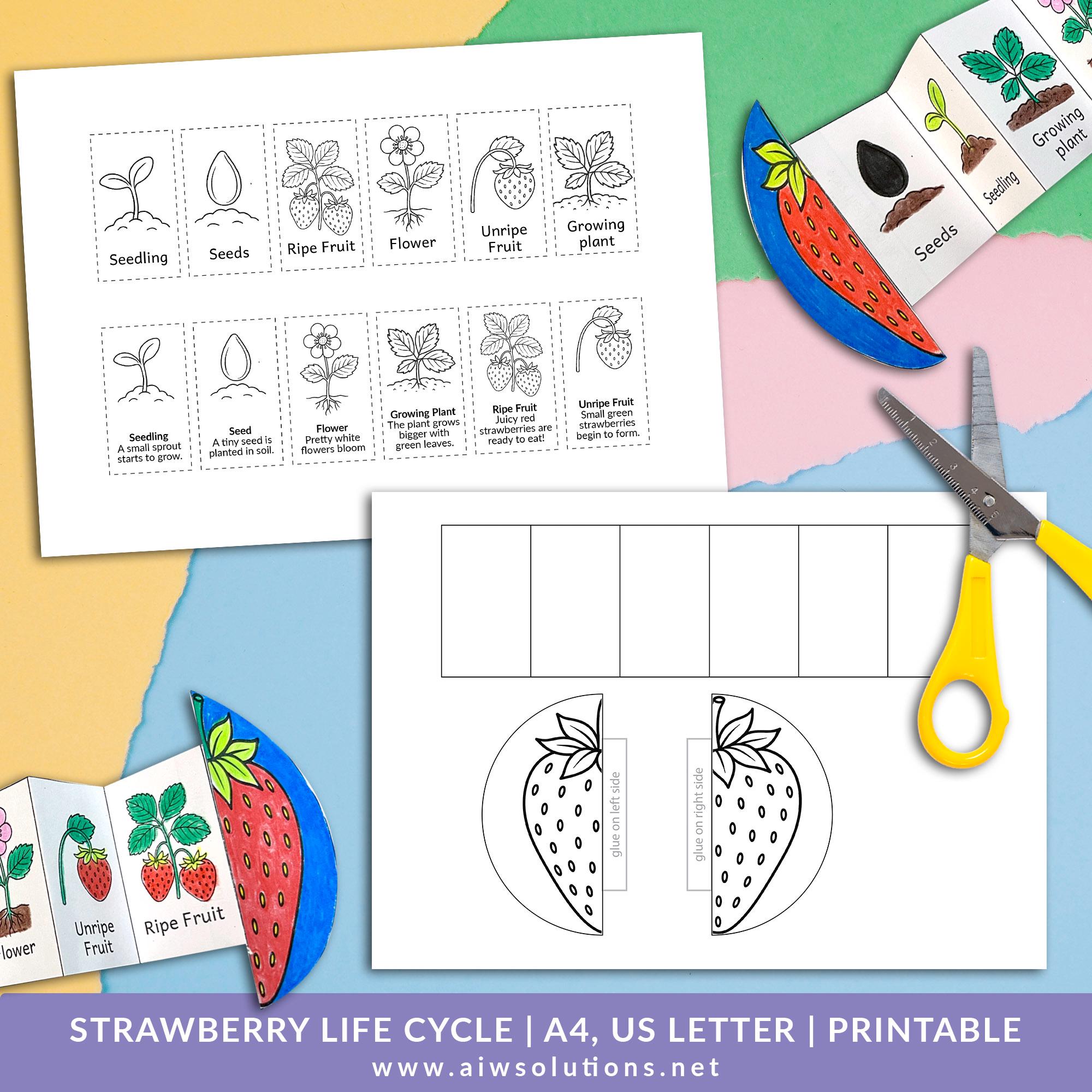 Life Cycle of A Strawberry Plant Sequence and Fold Kids’ Craft ...