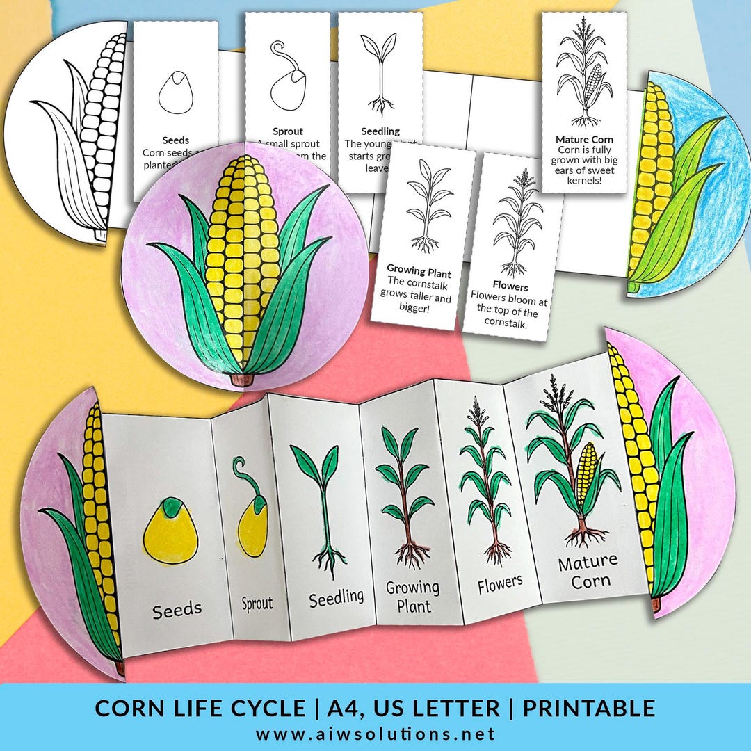 Life Cycle of a Corn Maize Plant Foldable Sequencing Activity for Kids ...