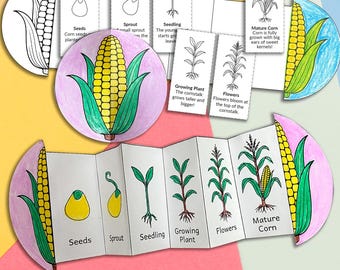 Corn Life Cycle Sequencing Activity: Printable Science Craft (PDF & JPG ...