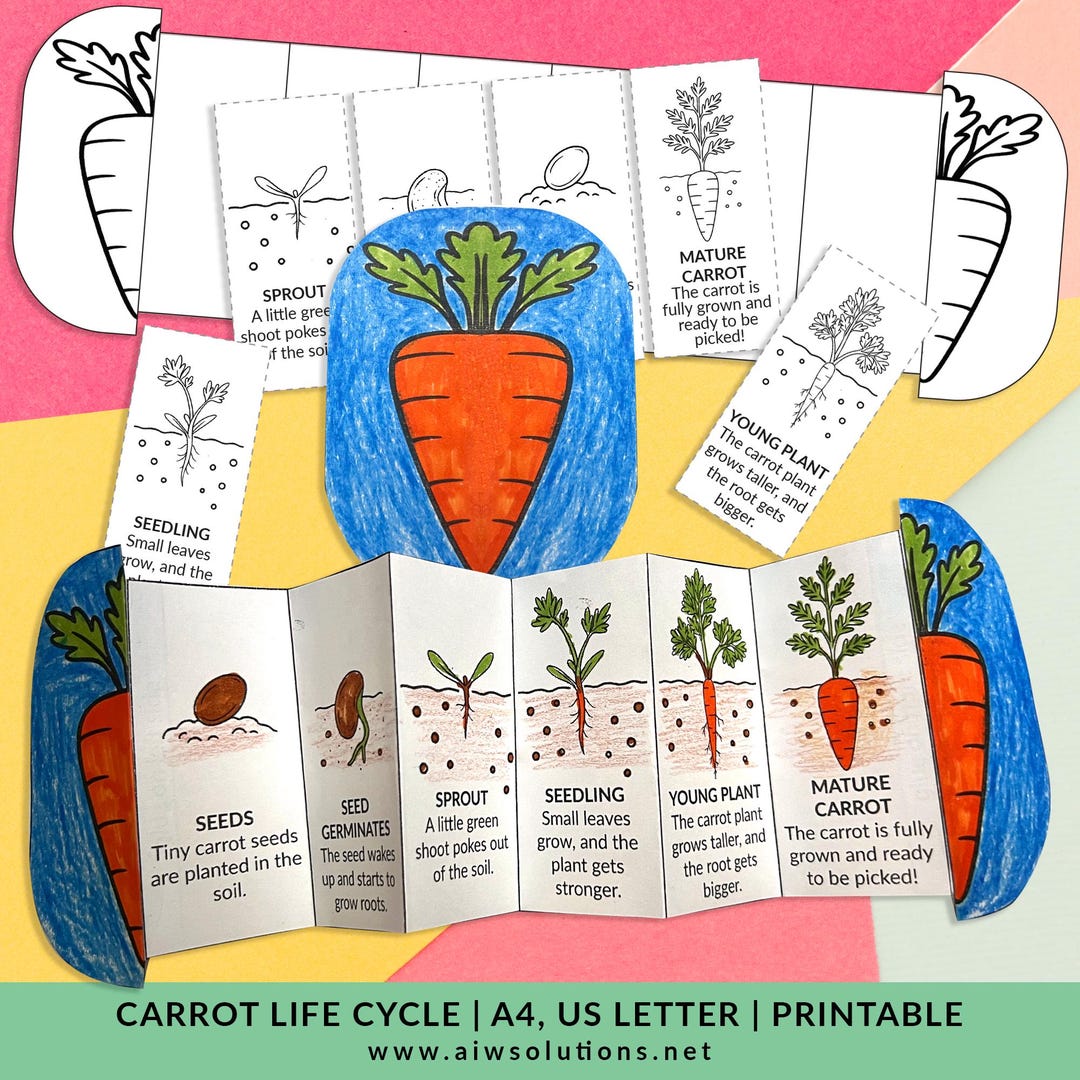 Life Cycle of a Carrot, Fruit Life Cycle, Carrot Life Cycle, Preschool ...