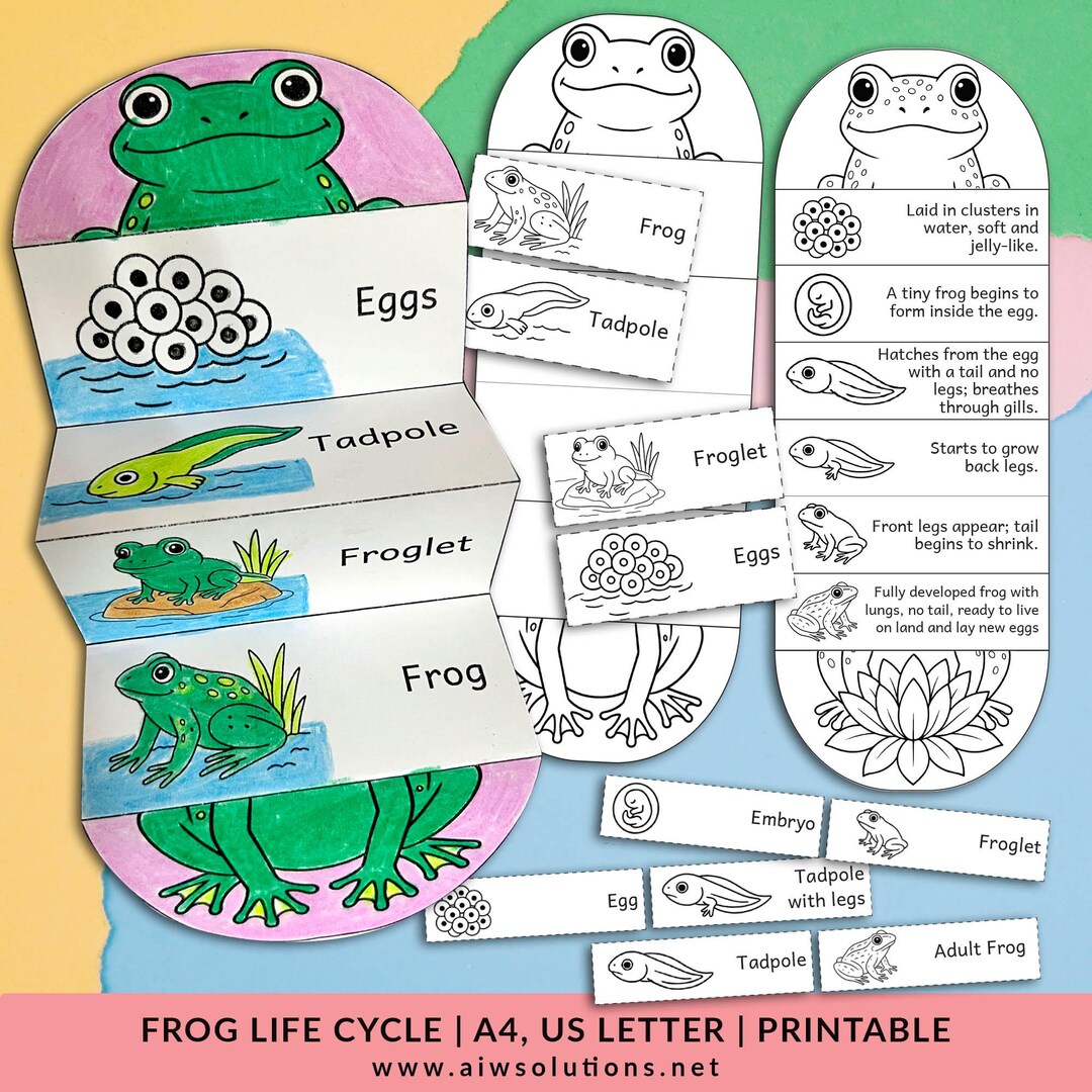 Life Cycle of a Frog Foldable Kids' Craft, Frog Worksheet, Frog Life ...