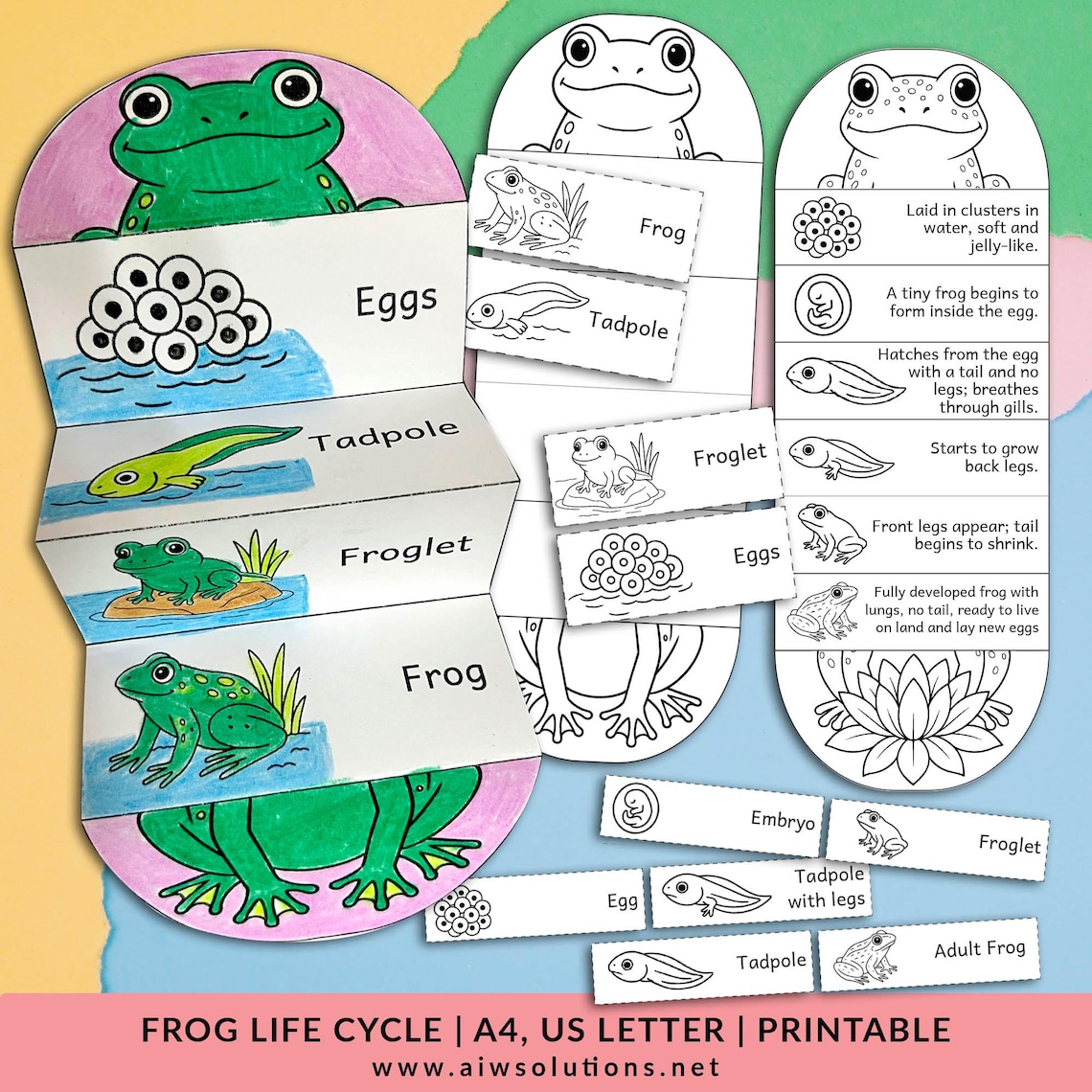 Life Cycle of a Frog Foldable Kids' Craft, Frog Worksheet, Frog Life ...