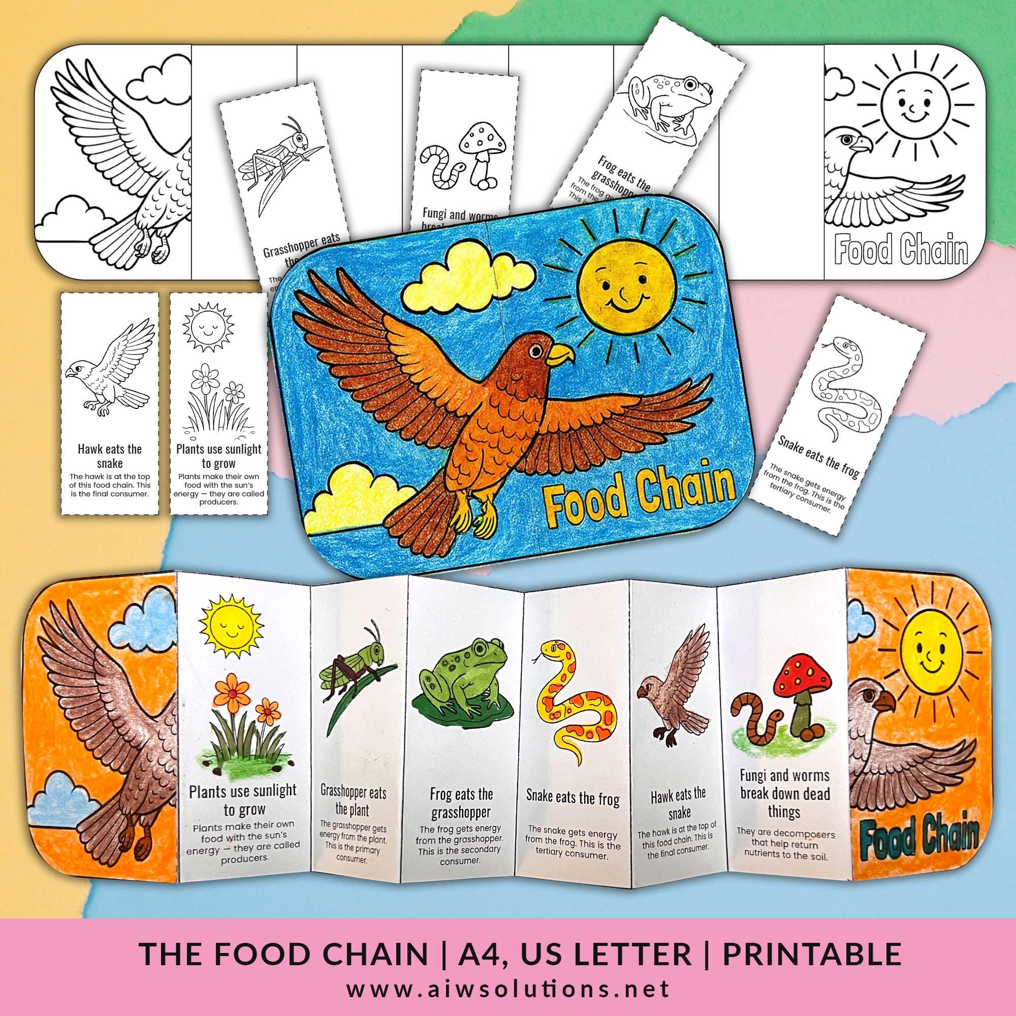 Food Chain Foldable, Food Chain Activity, Life Science Craft,stem ...