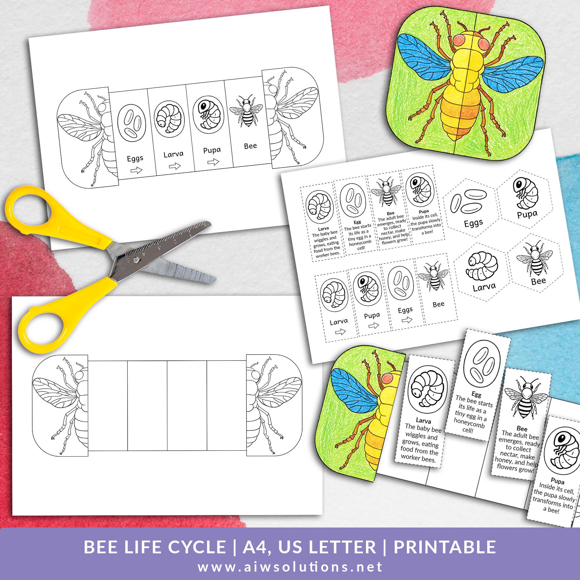 Bee Life Cycle Activity, Bee Foldable Activity, Bee Science Activity ...