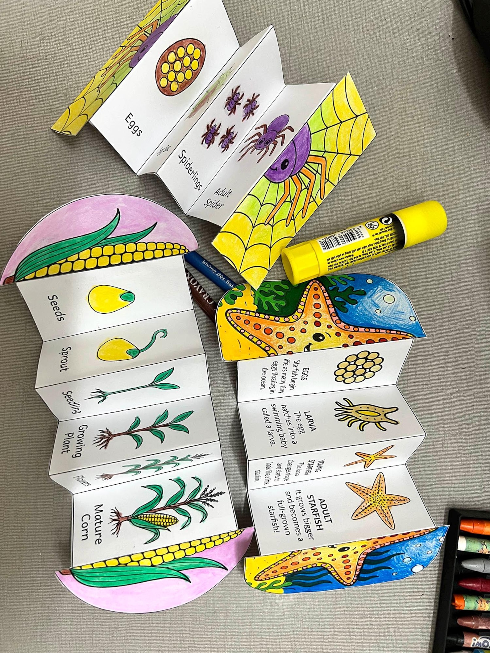 Étapes du cycle de vie des coccinelles pour les enfants, artisanat ...