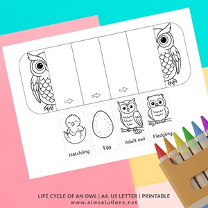 Owl Life Cycle Craft | Foldable Printable Science Activity for Kids ...
