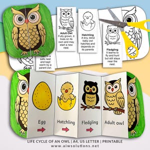 Owl Life Cycle Craft | Foldable Printable Science Activity for Kids ...
