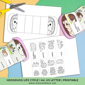 Life Cycle of a Hedgehog, Mammal Life Cycle, Animal Life Cycle ...