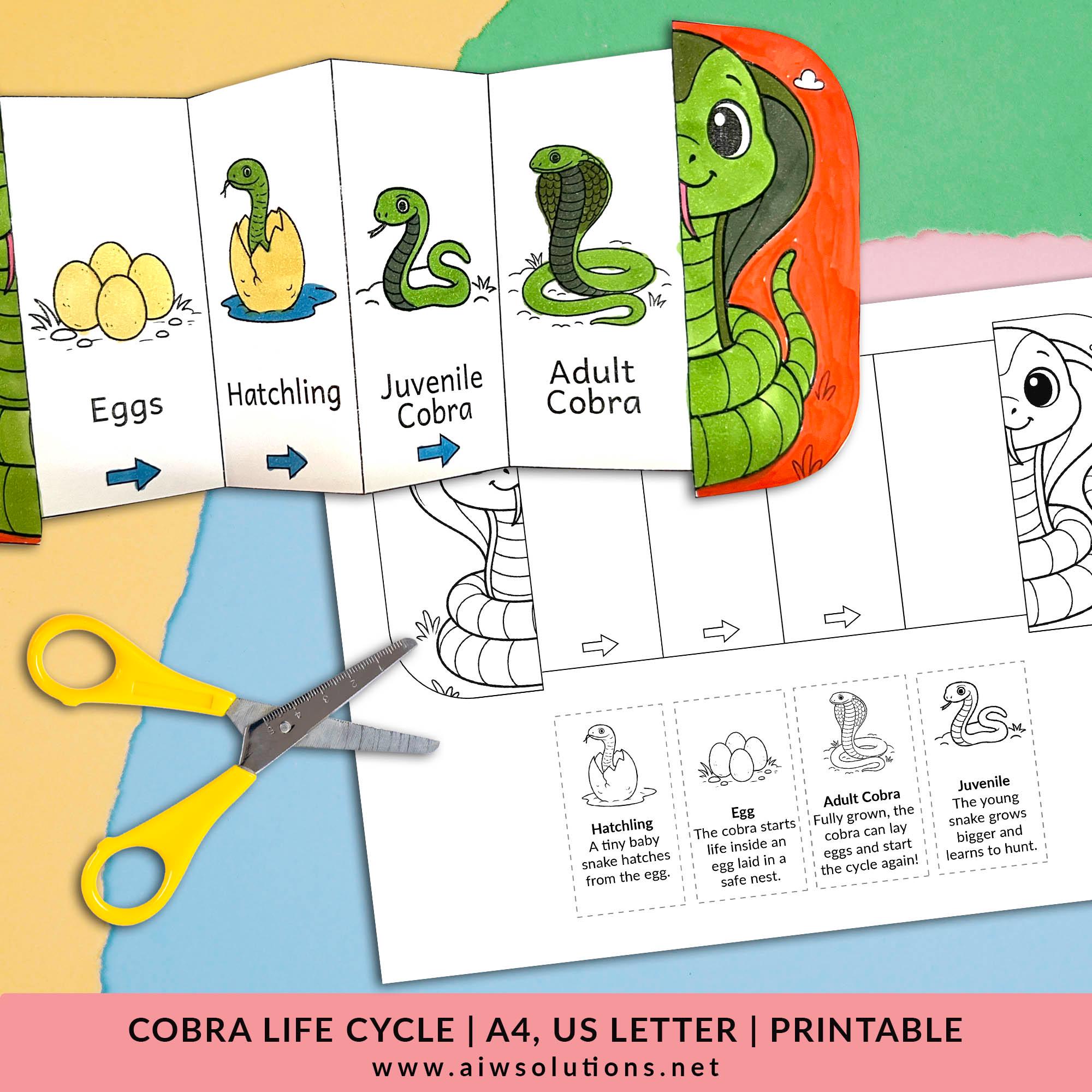 Life Cycle of a Cobra Snake Foldable Sequencing Activity,snake Life ...