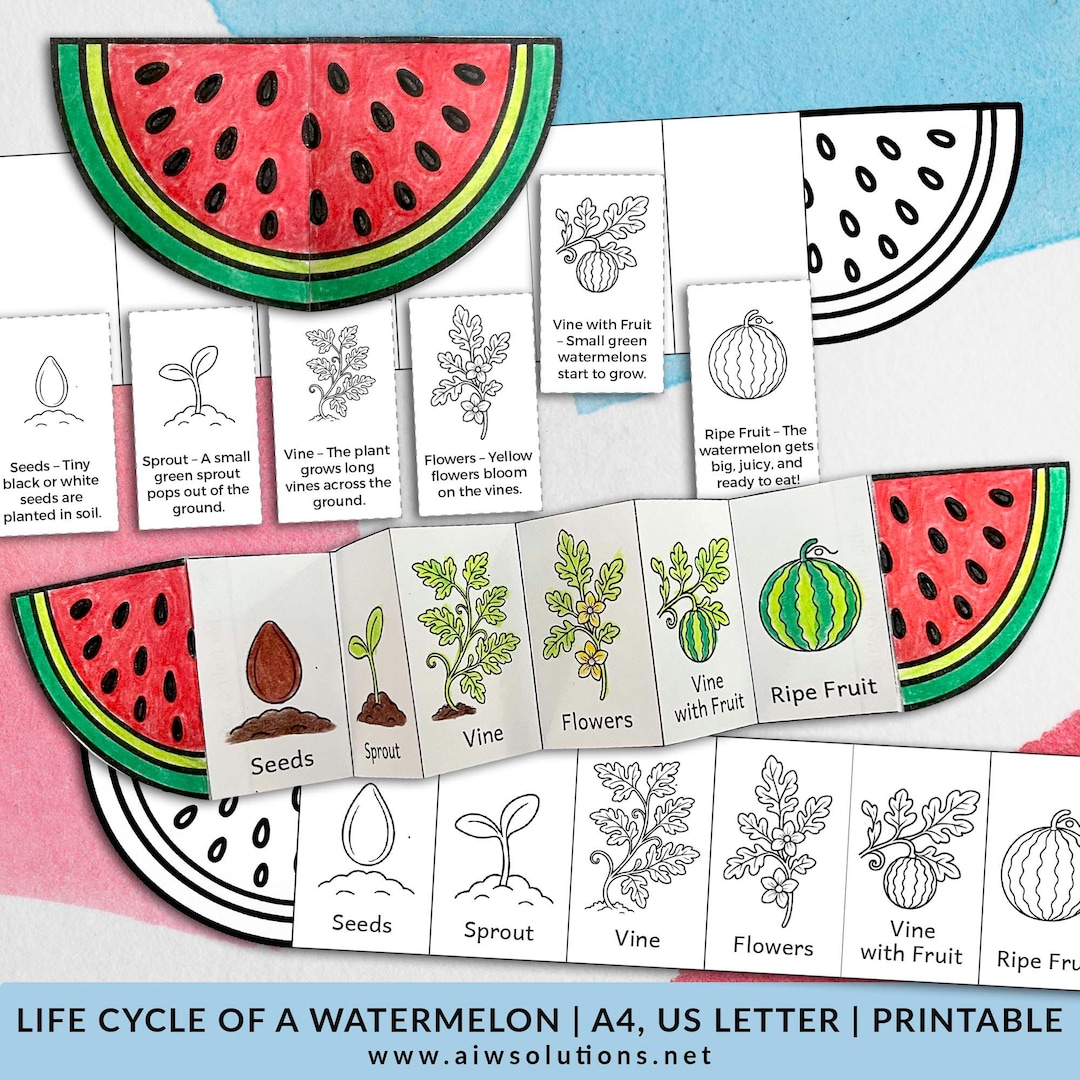 Life Cycle of A Watermelon Plant Sequence and Fold Kids’ Craft ...