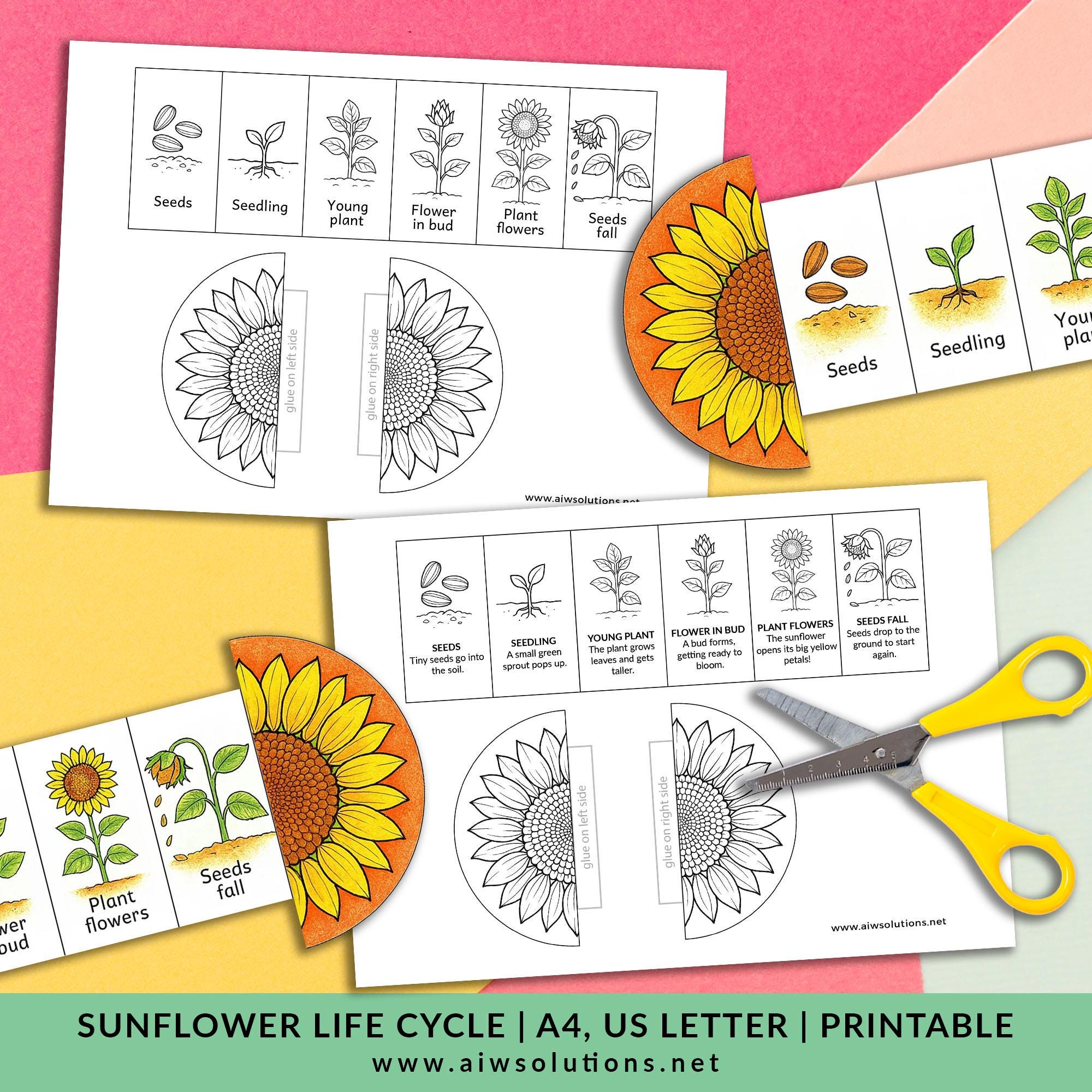 Foldable Sunflower Life Cycle Learning Activity for Kids, Sunflower ...