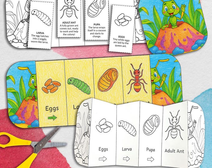 Ant Life Cycle, Life Cycle of an Ant, Ant Worksheet, Printable Ant ...