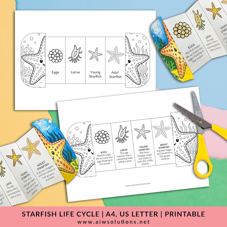 Starfish Life Cycle for Kids, Sea Animal Science Activity, Marine ...
