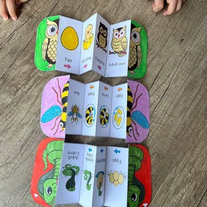 Insect Pollination Sequencing Craft, Pollination Cut and Paste Flower ...