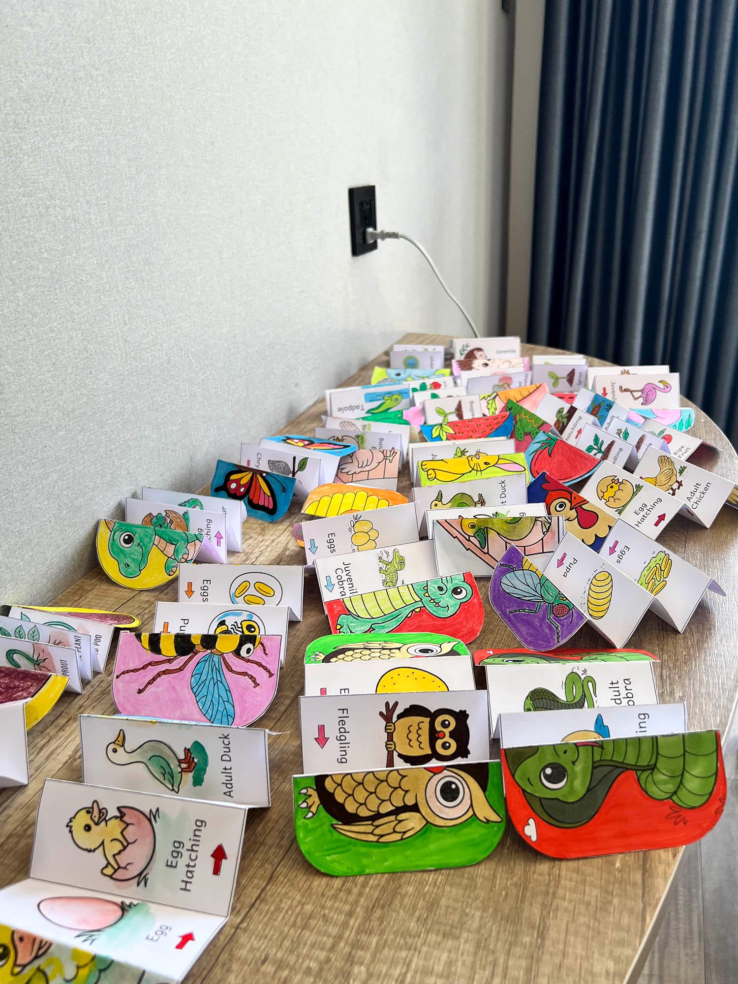 Flamingo Life Cycle Activity, Flamingo Foldable Activity, Flamingo ...