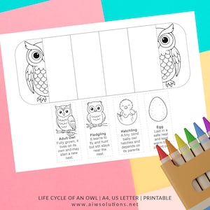 Owl Life Cycle Craft | Foldable Printable Science Activity for Kids ...