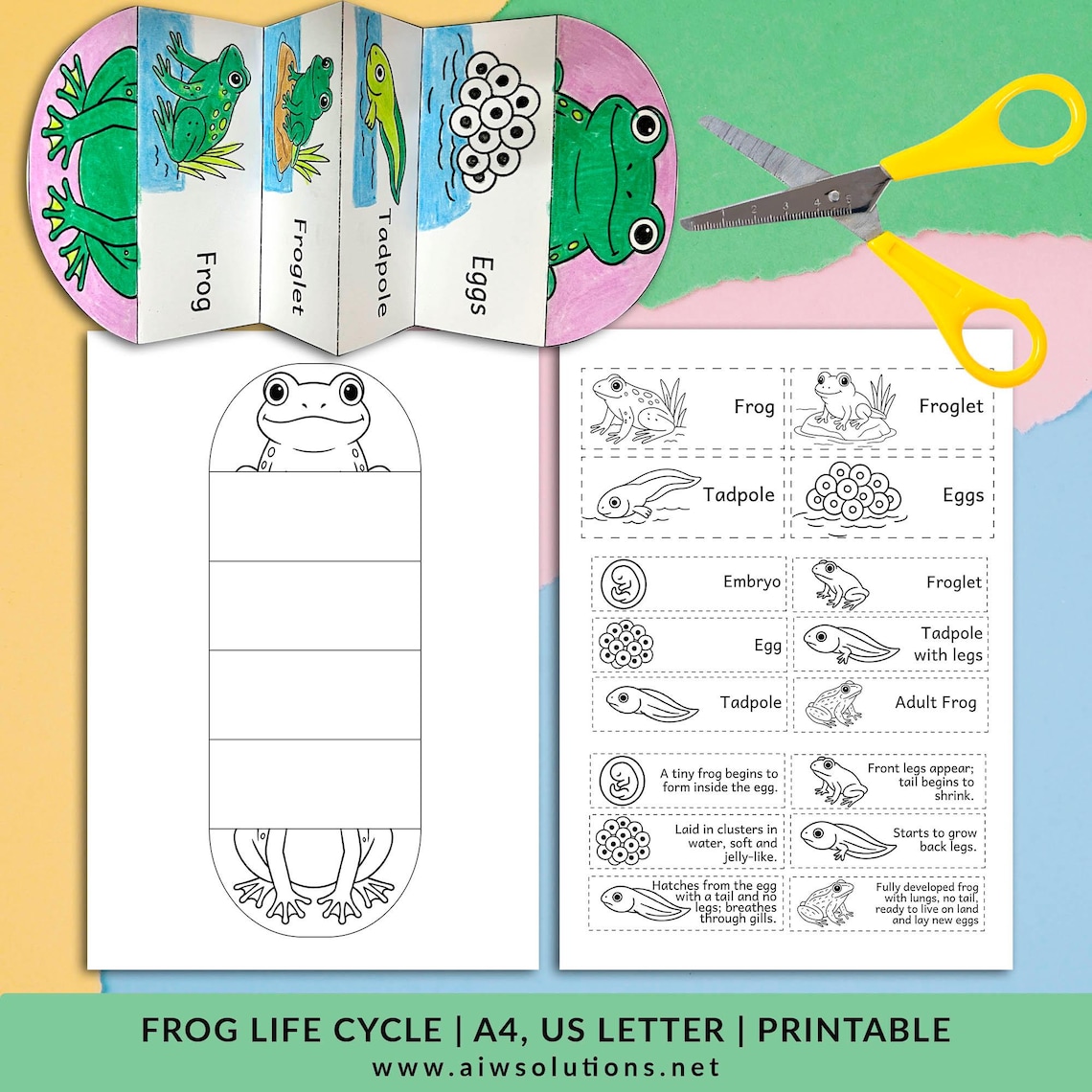 Life Cycle of a Frog Foldable Kids' Craft, Frog Worksheet, Frog Life ...