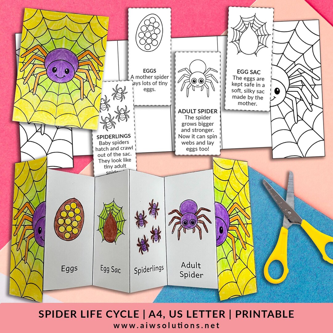 Foldable Spider Life Cycle Learning Activity for Kids , Kids Science ...