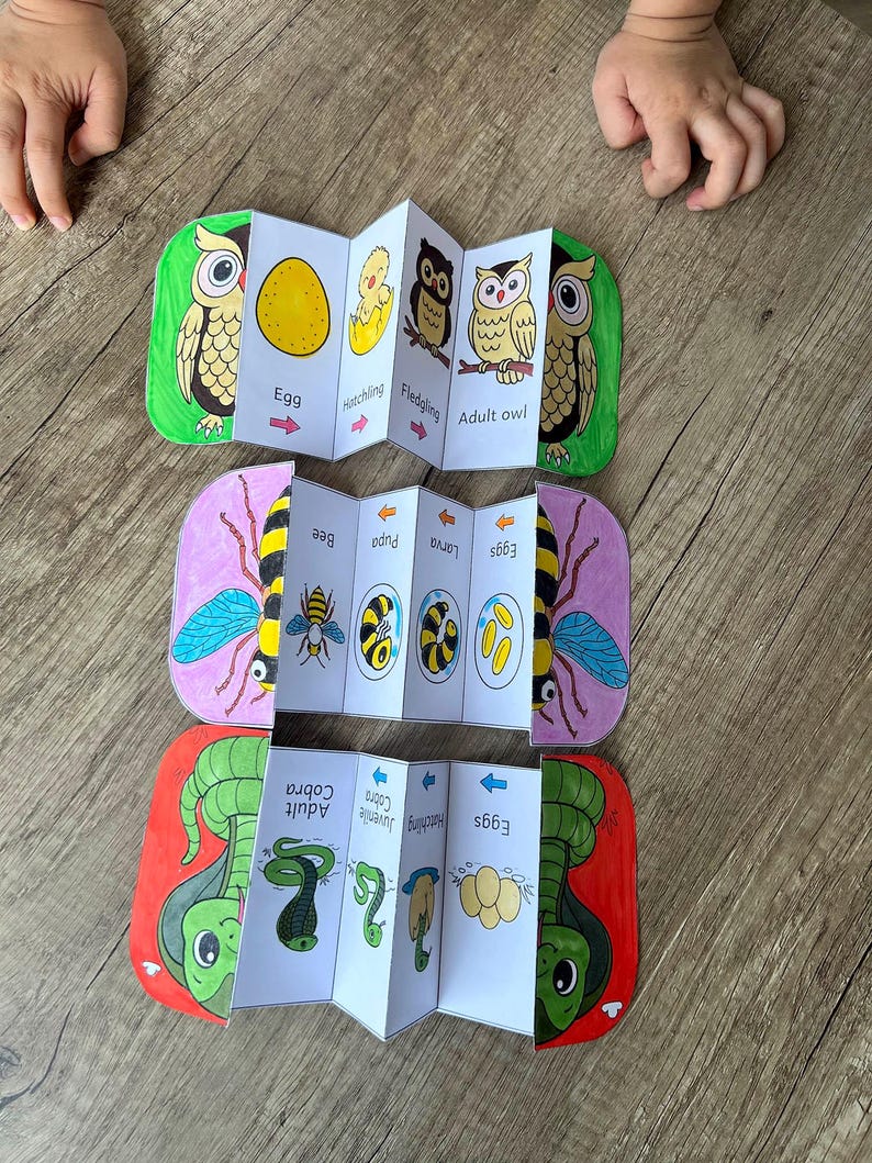 Life Cycle of A Watermelon Plant Sequence and Fold Kids’ Craft ...