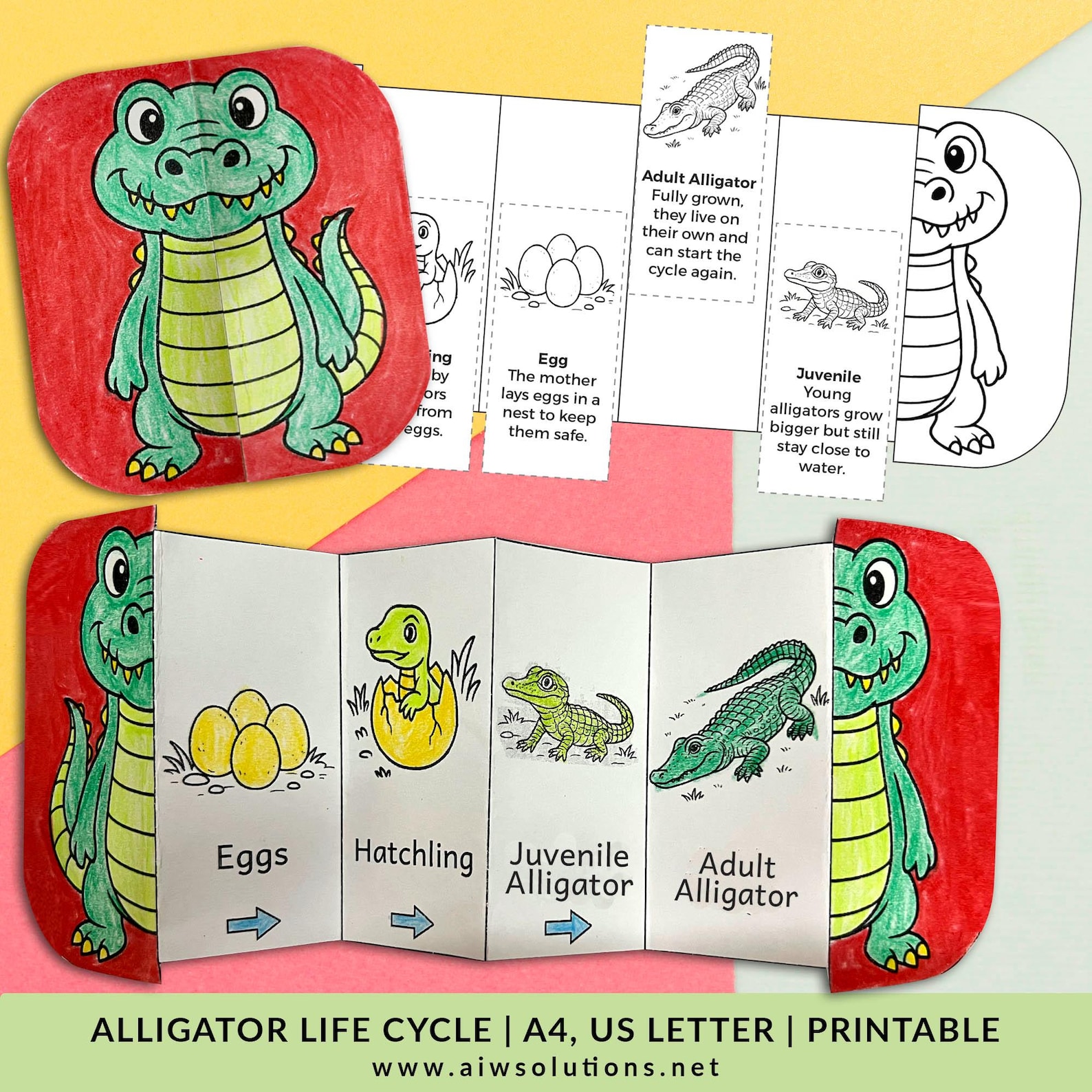 Life Cycle of an Alligator Foldable Kids' Craft, Alligator Sequencing ...