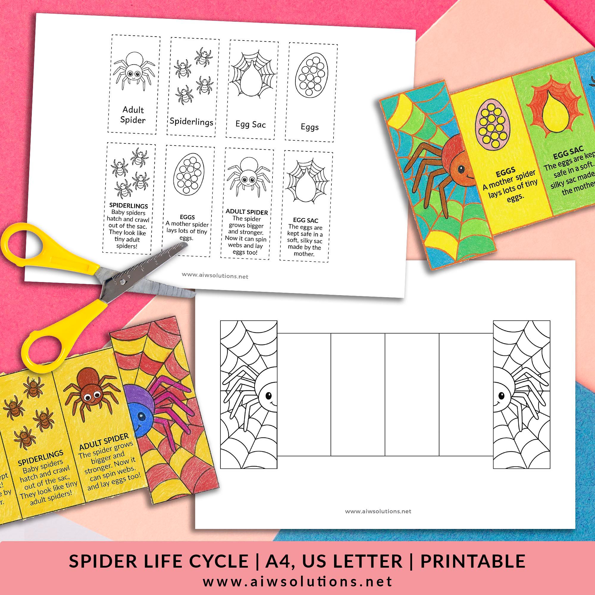 Foldable Spider Life Cycle Learning Activity for Kids , Kids Science ...