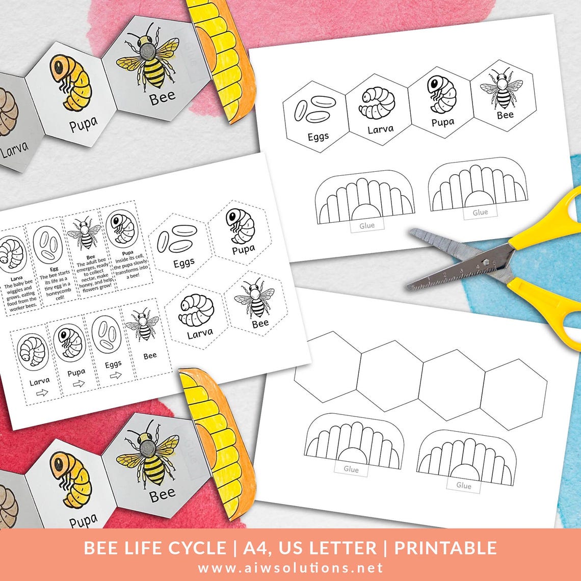 Bee Life Cycle Activity, Bee Foldable Activity, Bee Science Activity ...