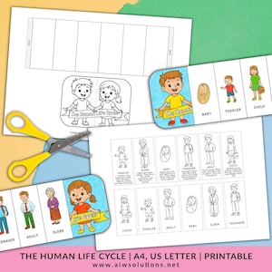 Human Life Cycle, Life Cycle Craft, Human Growth Stages, Foldable ...