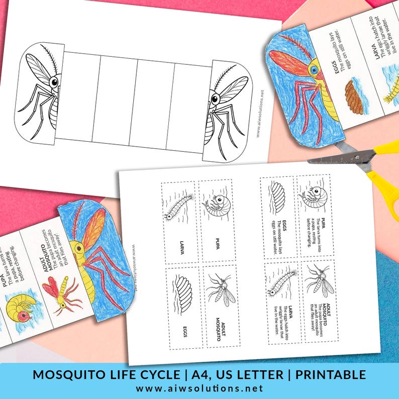 Mosquito Life Cycle | Foldable Sequencing Cut & Paste Activity for Kids ...