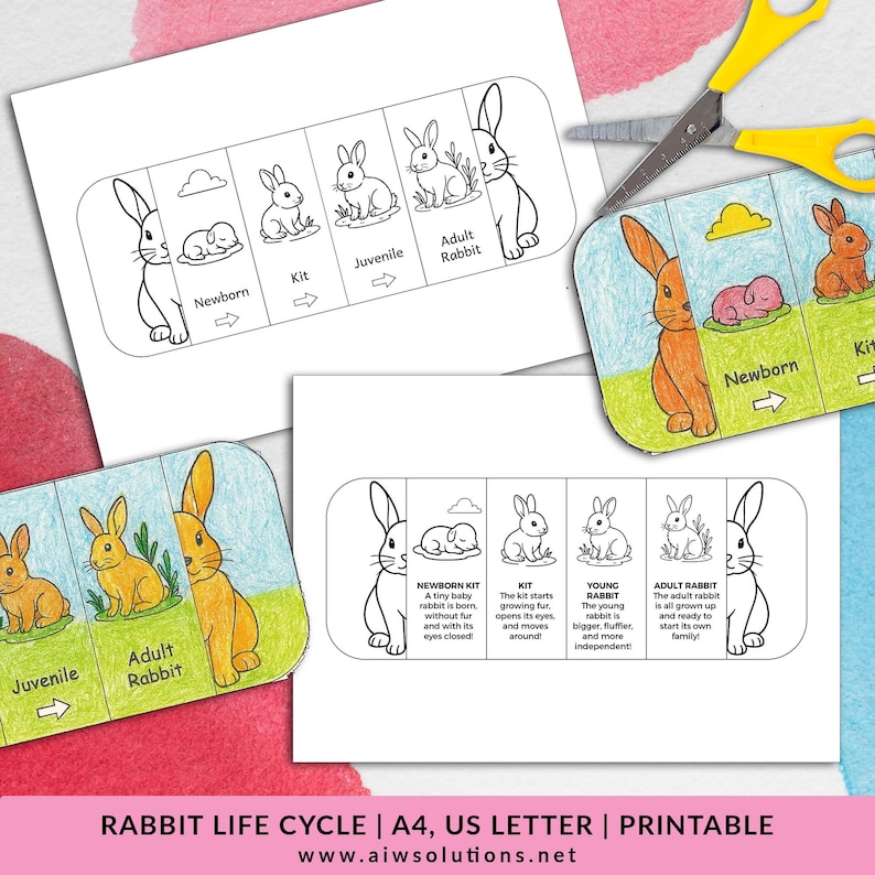 Rabbit Life Cycle Activity, Animal Foldable Activity, Rabbit Science ...