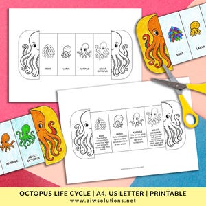 Life Cycle of an Octopus – Foldable Sequencing Activity Craft ...